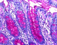 Schiff's reagent Intense | 102572